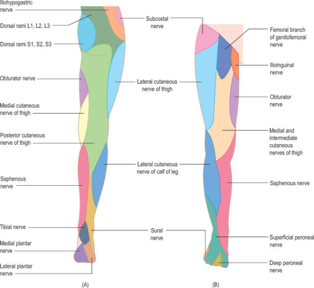 Knowing your Sciatic nerve anatomy to help your sciatica nerve pain.